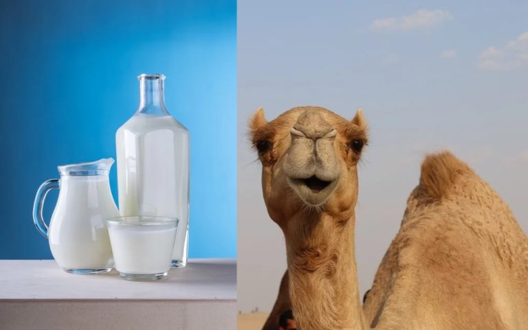 Five Amazing Benefits Of Drinking Camel Milk That You Probably Didn’t ...
